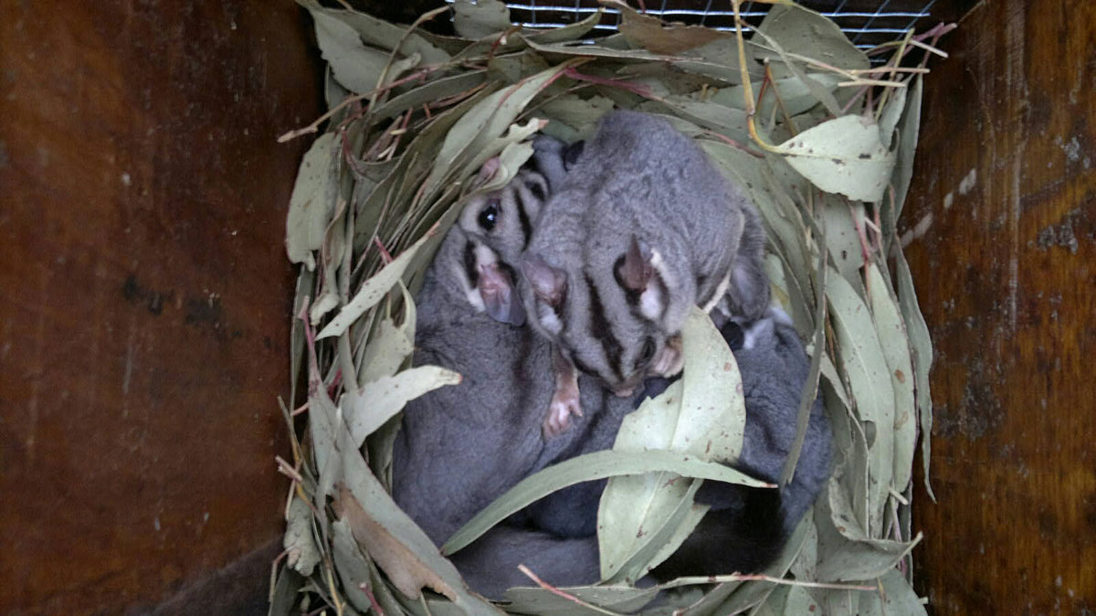 Wildlife Capture & Handling - EcoPlan AustraliaEcoPlan Australia