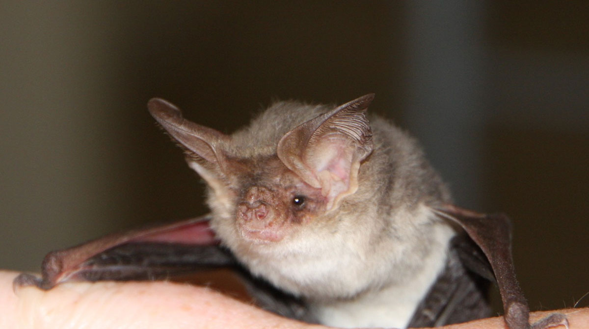 Wildlife Capture & Handling - EcoPlan AustraliaEcoPlan Australia